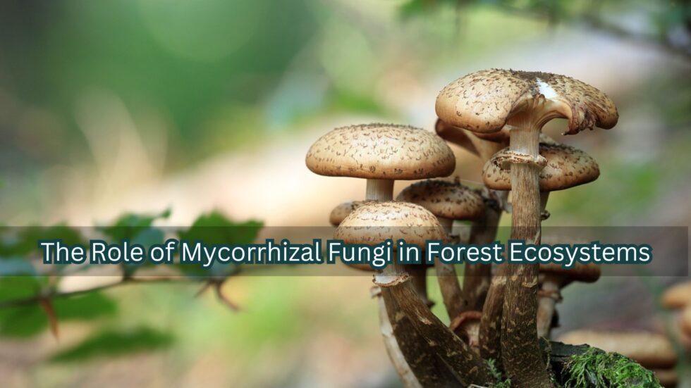 The Role of Mycorrhizal Fungi in Forest Ecosystems | Nourish The Planet